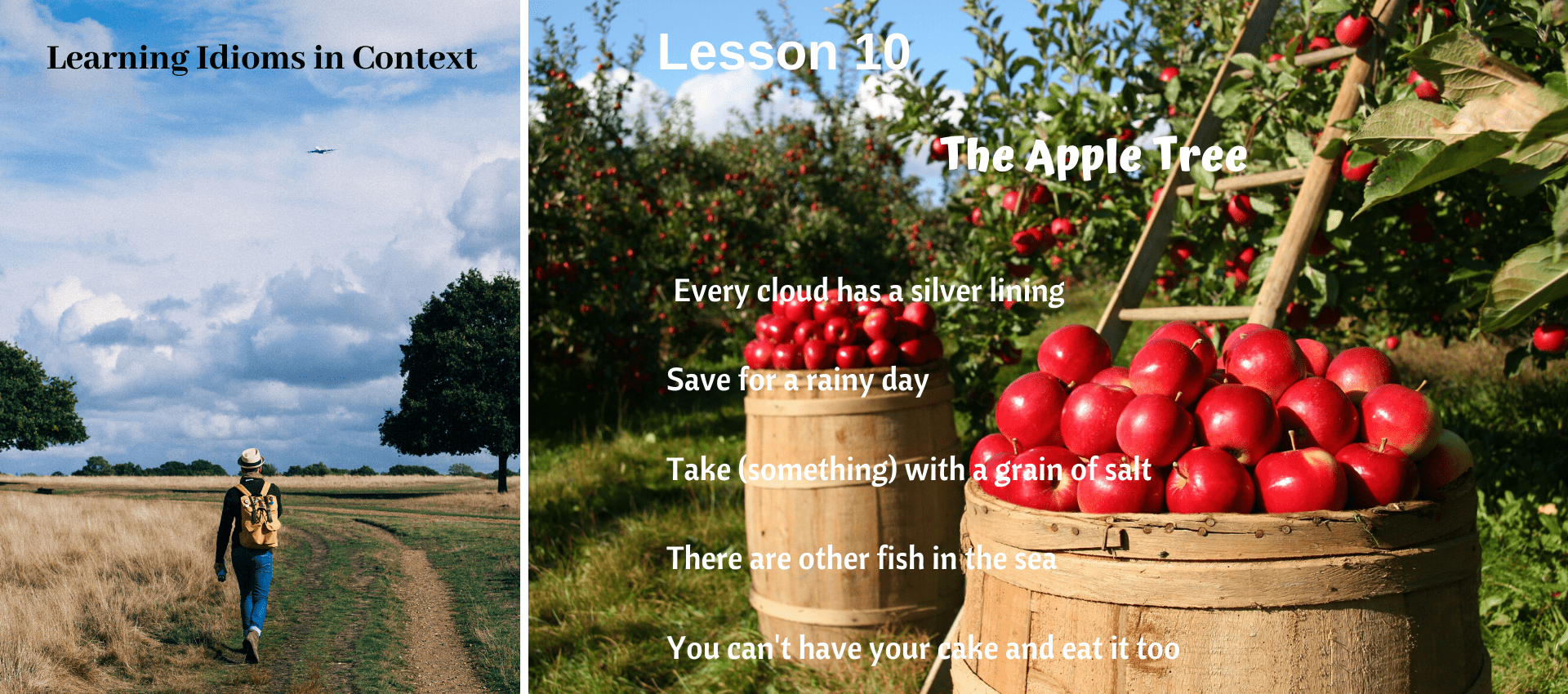 Learning Idioms in Context: The Apple Tree - Poly Languages